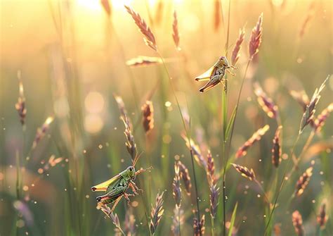 Premium Photo A Grasshopper Is Sitting In The Grass With The Sun