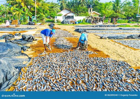 Drying Fish Process Editorial Image Image Of Market 86289240
