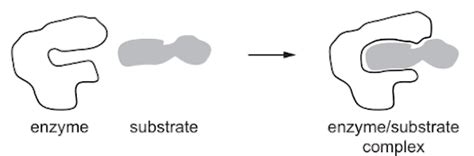 The Diagram Shows An Enzyme Its Substrate And An Enzyme Substrate Comple