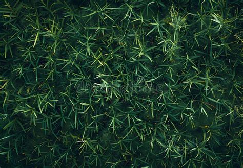 Dense Green Grass Texture Background Stock Illustration Illustration