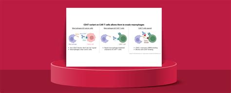 Biocentury Science Spotlight Engineered Cd47 Protects Car T Cells From Macrophages And More