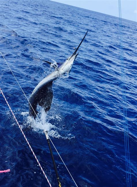 Sailfish Jumping