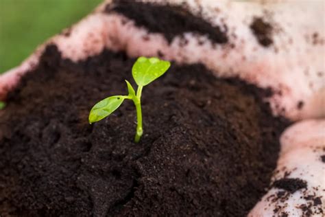 What Does Starbucks Do With Used Coffee Grounds Surprising Facts