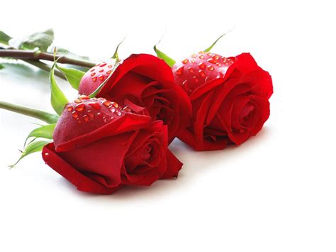 Xs Wallpapers Hd Rose Wallpapers