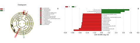 Lefse Analysis Of The Gut Microbiota In Plateau Zokors The