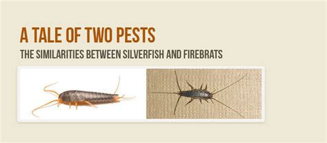 Firebrat Vs Silverfish A Tale Of Two Pests Firebrat Vs Silverfish A Tale Of Two Pests