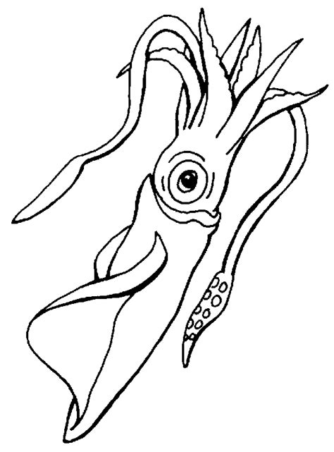 giant squid drawing at getdrawings free download