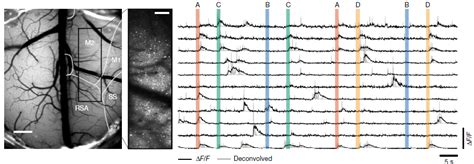 “volatile Working Memory Representations Crystalize With Practice” Published In Nature Vaziri Lab
