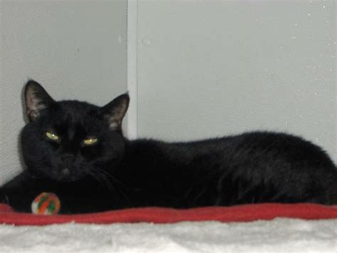 Adopt Birdie A Loving Companion In Need Of A Forever Home