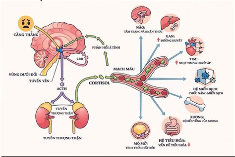 Kênh Y Khoa CÁc ĐẶc ĐiỂm CỦa Hoocmon Cortisol Trong Facebook