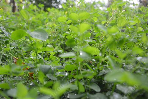가랑비 속 의 푸 른 풀밭 봄 비 잔디 봄 배경 일러스트 및 사진 무료 다운로드 Pngtree