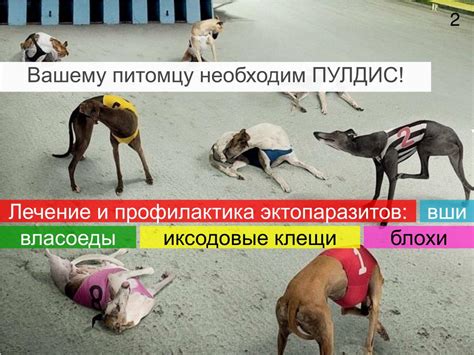 PPT - проект “ ПУЛДИС ” PowerPoint Presentation, free download - ID:5061860