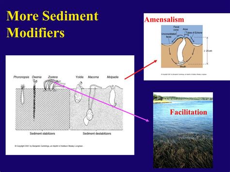 Ppt Benthos Powerpoint Presentation Free Download Id 5759198