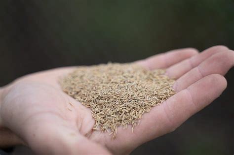 Achieving A Lush Ontario Lawn The Importance Of Lawn Fertilizer And