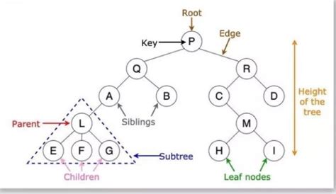 Sami Fadlallah On Linkedin Tree A Tree Is A Non Linear Hierarhical