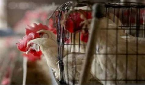 Japan To Cull About 100000 Chickens Following New Bird Flu Outbreak