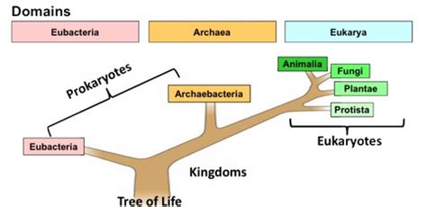 Bio Chapter 7 Flashcards Quizlet