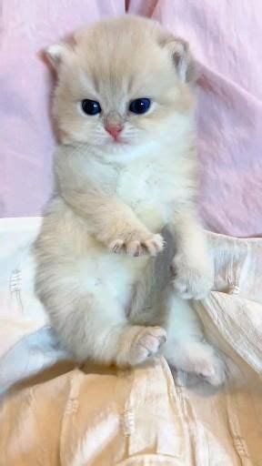 Sunlight Adlı Kullanıcının Cat Panosundaki Pin Kedi