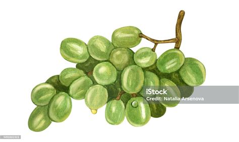 흰색 배경에 분리된 수채화 녹색 포도 신선한 젖은 과일 그림입니다 디자인 와인을 위한 완벽한 일러스트레이션 컴퓨터 그래픽에 대한 스톡 벡터 아트 및 기타 이미지 Istock