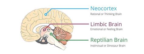 Azamat Abdoullaev On Linkedin Yep All What We Need Is To Add The Electronic Neocortex As The