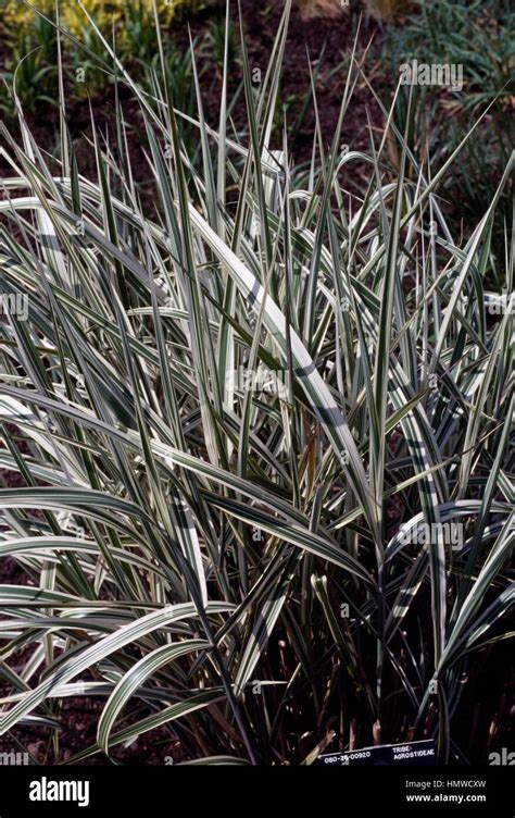 Variegated Maiden Grass Miscanthus Sinensis Variegatus Poaceae Stock