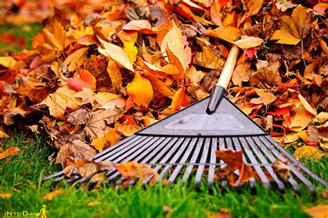 عکس برگ های پاییزی واقعی ، مجموعه ای فوقث العاده و جدید دانلود ☀️ این تودی