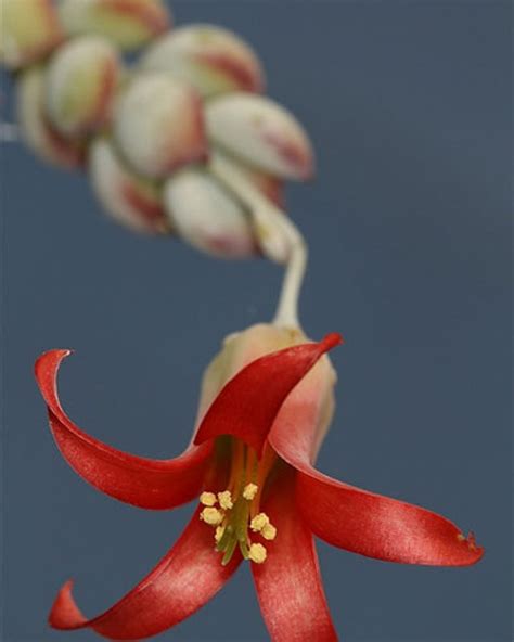Cotyledon Pendens Insukuland