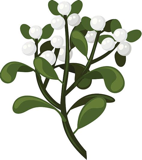 Mistletoe Clip Art Vector Images And Illustrations Istock