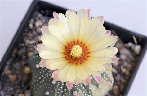 흰색 배경에 Astrophytum Asterias 선인장 꽃을 닫습니다일반적인 이름은 모래 달러 선인장 성게 선인장 스타
