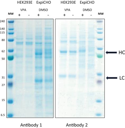Small Scale Cultivation And Transfection Of Expicho And Hek293e Cells