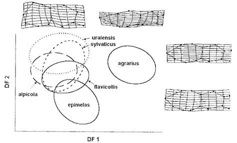 Projection Of Specimens 95 Confidence Ellipses Onto The First And Download Scientific