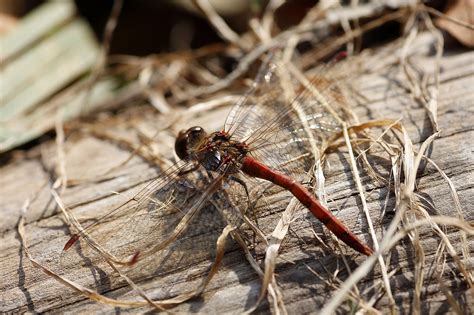 Dragon Fly Macro Close Up Free Photo On Pixabay