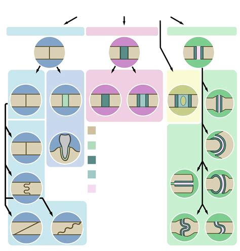 Pivot Joint Vet Anatomy Imaios