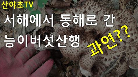 서해에서 동해로 간 능이버섯 산행은 과연 어땠을까 산야초tv 산야초산행 Youtube