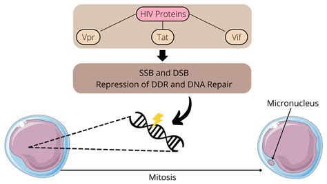 Hiv Infection Chromosome Instability And Micronucleus Formation