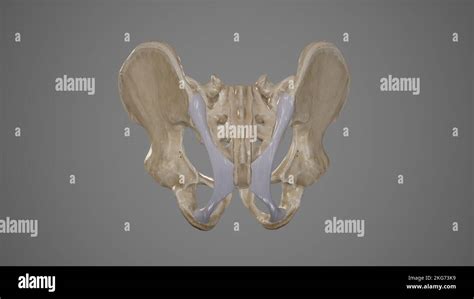 Medical Illustration Of Sacrotuberous Ligament Stock Photo Alamy