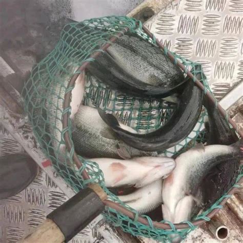 鲈鱼行情走高，最高20！本周各地水产品一线报价及简析！时间荧光法智能