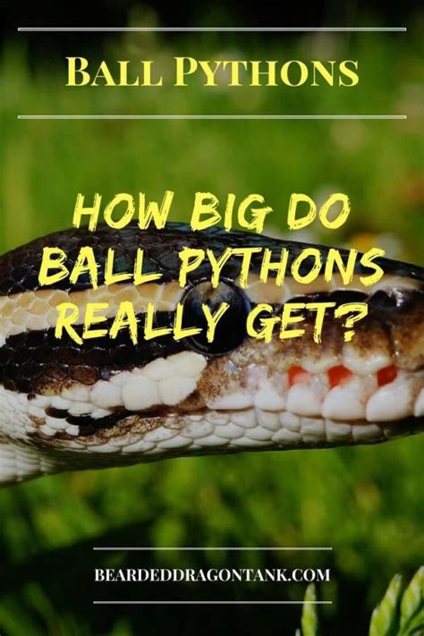 How Long Do Ball Pythons Get No Need To Be Afraid Bearded Dragon Tank