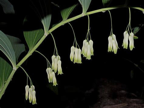 Polygonatum Multiflorum Изображение особи Плантариум