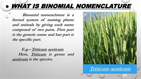 Botanical Nomenclature Pptx