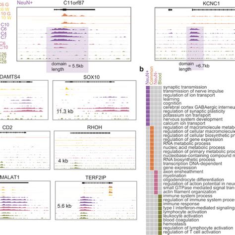 broadest h3k4me3 peaks in neurons are developmentally regulated and