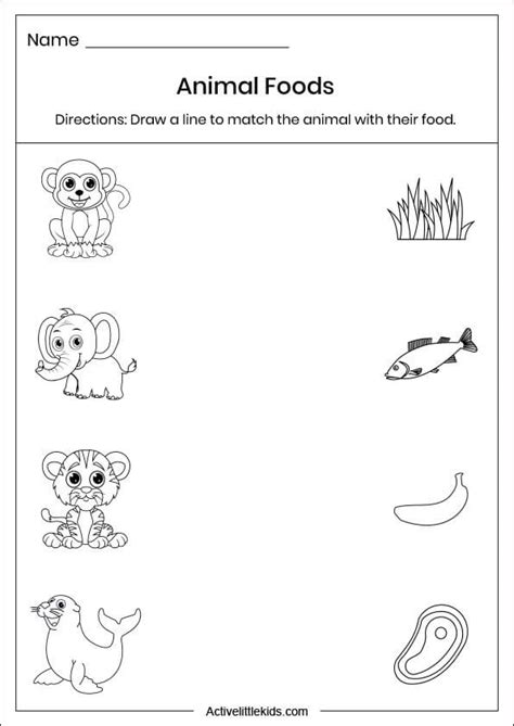 Food From Animals Worksheet