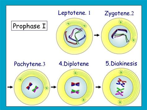 Leptotene Zygotene Pachytene Diplotene Diakinesis Pdf