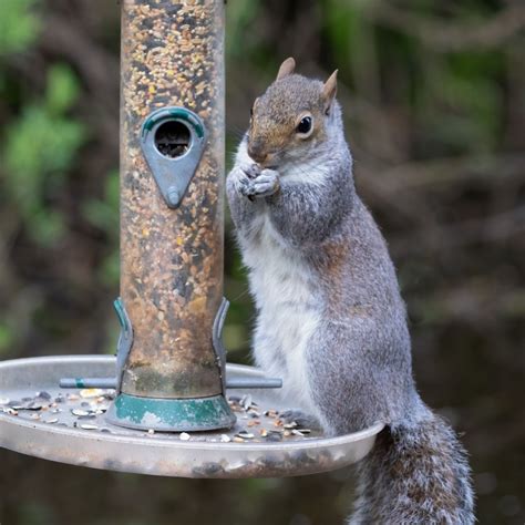 How To Protect Bird Feeders From Squirrels 4 Big Tips That Work