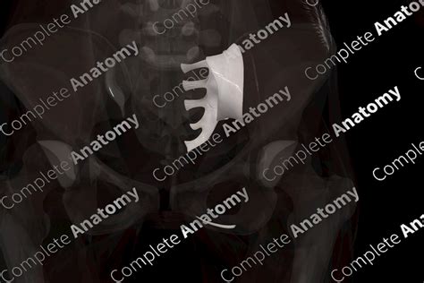Sacroiliac Joint Left Complete Anatomy
