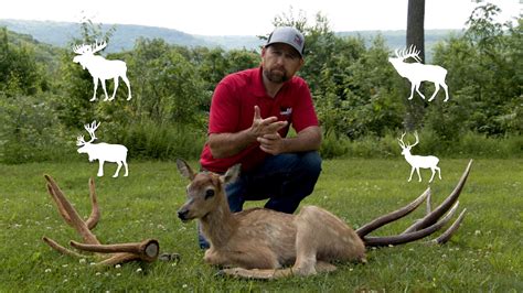 Classification Elk Country Virtual Field Trip Pbs Learningmedia