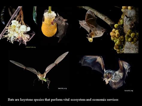 Acoustic Diversity And Activity Patterns Of Insectivorous Bats