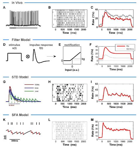 Phasic Tonic Response Dynamics In Projection Neurons Experiment And Download Scientific