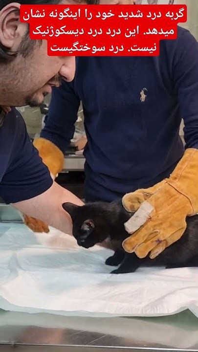 درد سوختگی در گربه دی اس اچ به دلیل پریدن روی کتری برقی و تماس ثانیه ای