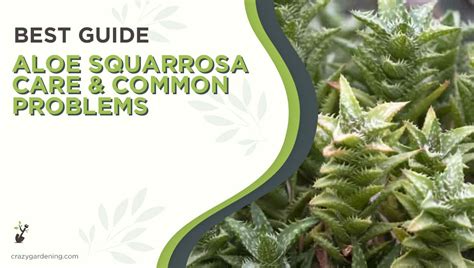 Aloe Squarrosa Care & Propagation [Tips For Success in 2025 ...
